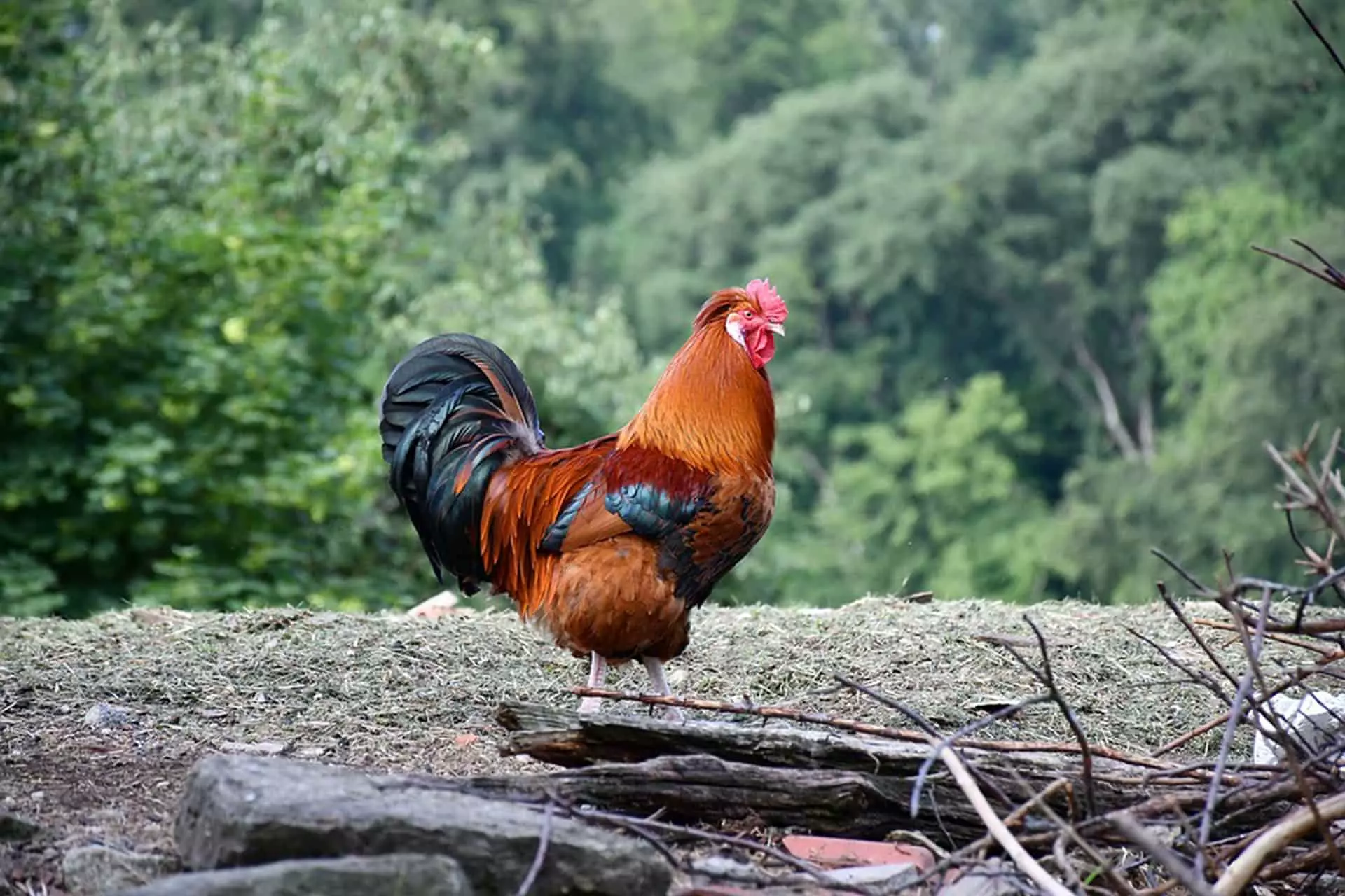RDC : «Tshibawu», une tradition qui divise le peuple Luba à Kinshasa ...